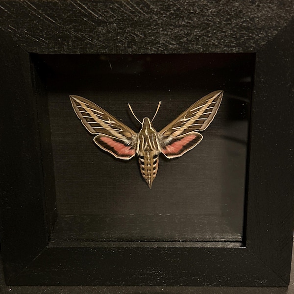 Rare Calleta Silkmoth Framed Taxidermy Eupackardia Calleta - Etsy