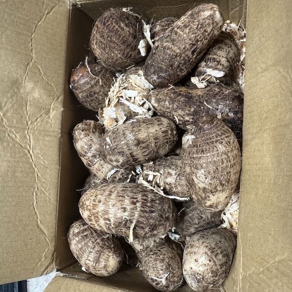 3 Organic Peruvian Ginger Rhizomes for Planting. Bulbs Will Arrive Pre ...