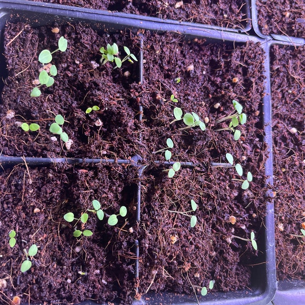 200 Mckana Giants Mix Columbine Flower Seeds - Etsy