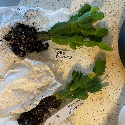 Christmas Cactus 1 Rooted Plant limelight Dancer Thanksgiving ...