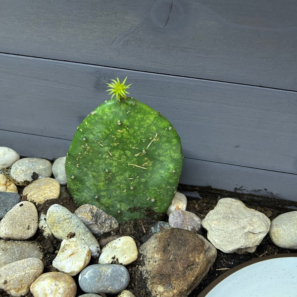 6+ Spineless Thornless Edible Nopales Prickly Pear Cactus Pads - Young ...