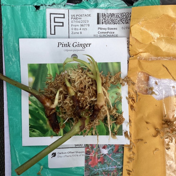 Pink Hawaiian Ginger Root – Alpinia Purpurata, 1 Pk - Etsy
