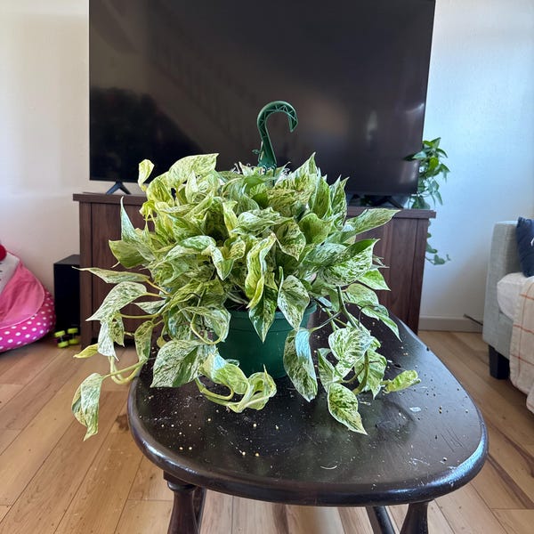 LIVE 6” Pot Ivy Plant, Hedera Helix, Plant Gift for Home, Dad Christmas ...