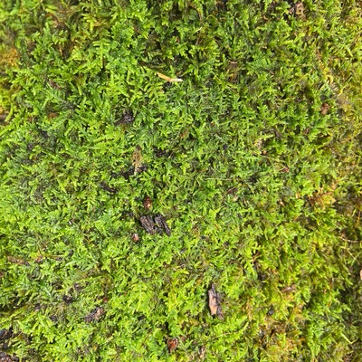 Delicate Fern Moss is Great for Terrariums. buy 3 Bags of Moss Get the ...