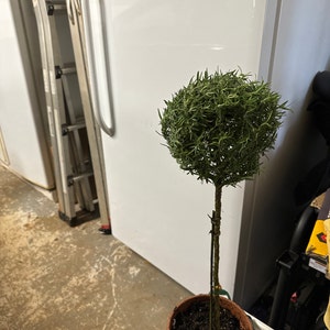 Variegated Scented Geranium Topiary 6 Pot Braids and Twists - Etsy