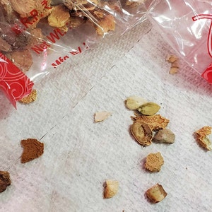 GREEN WORLD Eucalyptus/nilgiri/safeda Tree Seeds - Etsy