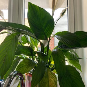 Handmade Solid Copper Round Bottom Plant Pot / Planter - Etsy