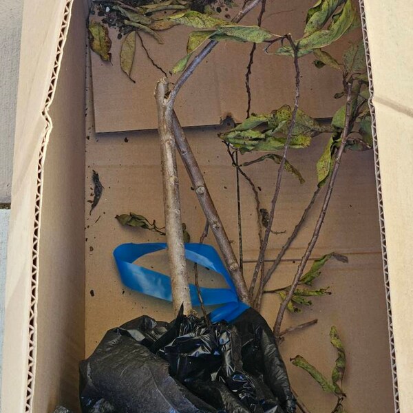 Juliette Mango Tree - 3 Gallon Drafted - Etsy