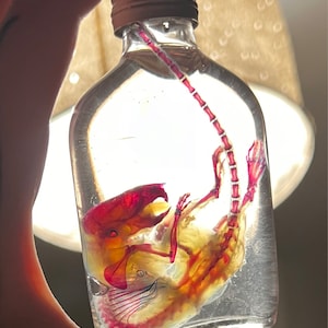 Diaphonized Pleco FISH and Non-diaphonized ANCISTRUS, Wet Specimen ...