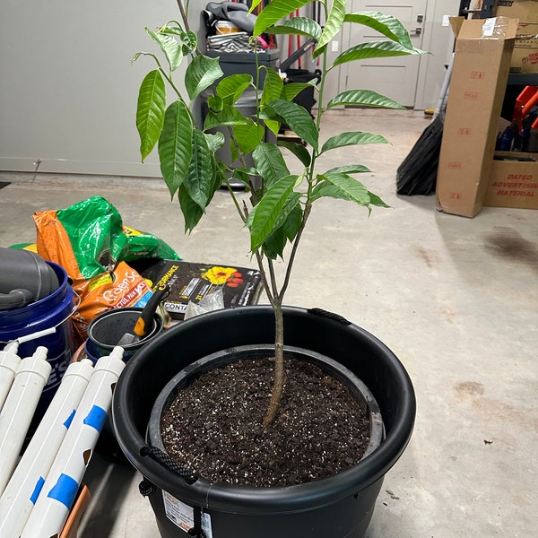 Star Apple Purple - Caimito - Milk Fruit. Grafted Tree - 3-4 Feet Tall ...