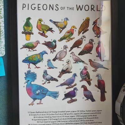 Pigeons of the World Print / Bird Wall Art / Educational Animal Poster ...