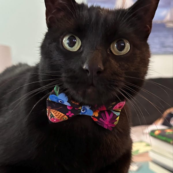 Bow Tie Cat Collar Set bugs & Butterflies Sky Blue Insect Butterfly Cat ...