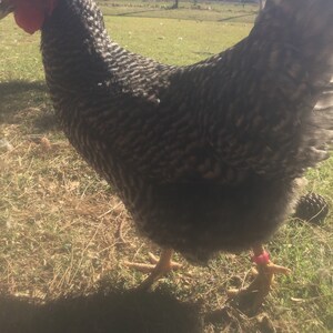 Personalized Chicken or Bird Leg Band Name Band | Etsy