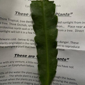 German Empress Epiphyllum 1 Cutting disocactus Phyllanthoides 6 8 ...