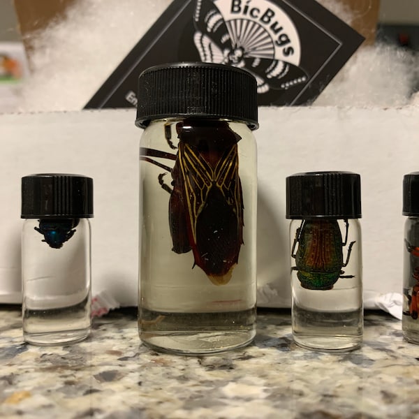 Wet Specimens REAL Mixed Lot of Assorted Specimens in Vials Collection ...