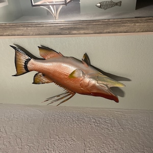 Hogfish (aka Hog Snapper) Fish Mount - 32 Inches - Half Mount - Etsy