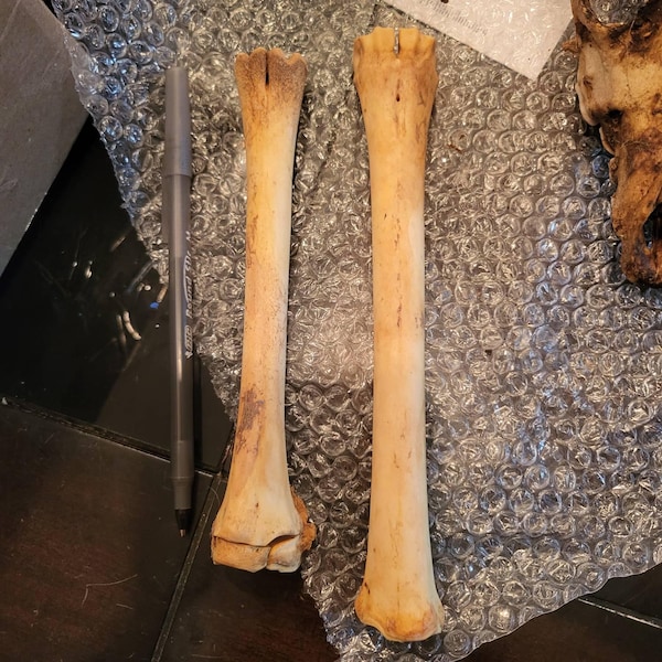 Whitetail Deer Cannon (leg) Bone - Etsy