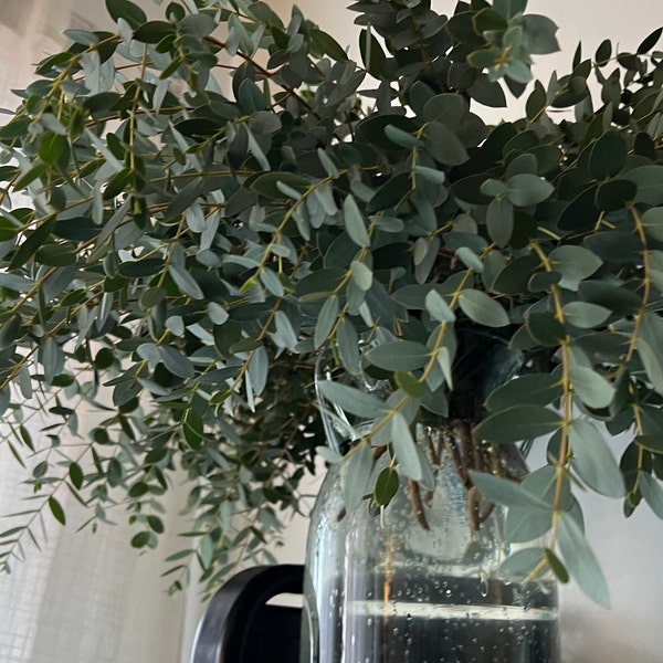 Fresh Gunni Eucalyptus/ Wedding/ Greenery/ Eco Printing / Silver Dollar ...