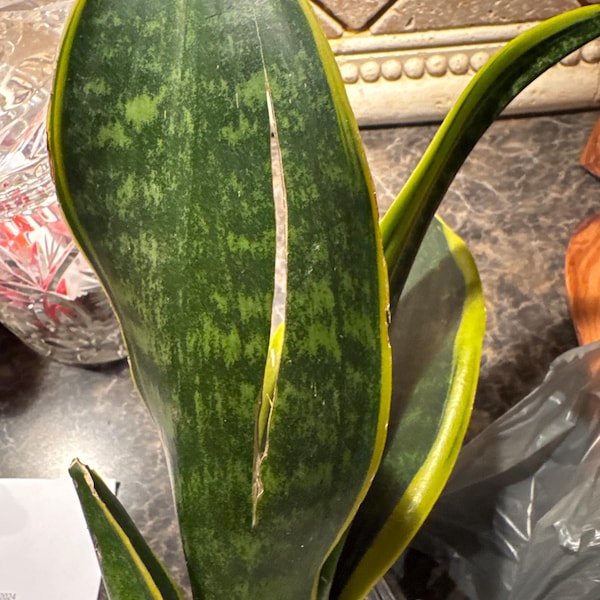 Rare Variegated Philodendron Mican Aurea in a Nursery Pot High ...