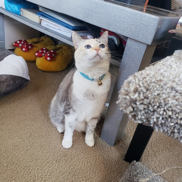 Cat Collar - "velvet - Frosty Blue" - Light Blue Cat Collar / Winter ...