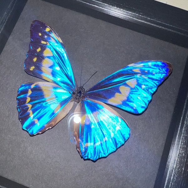 Real Blue Butterfly Butterfly Morpho Cypris Framed Taxidermy Moonlight ...