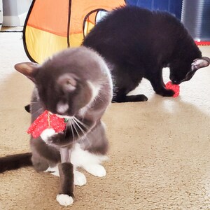 Pittsburgh Cat Toy Cell Phone | Etsy