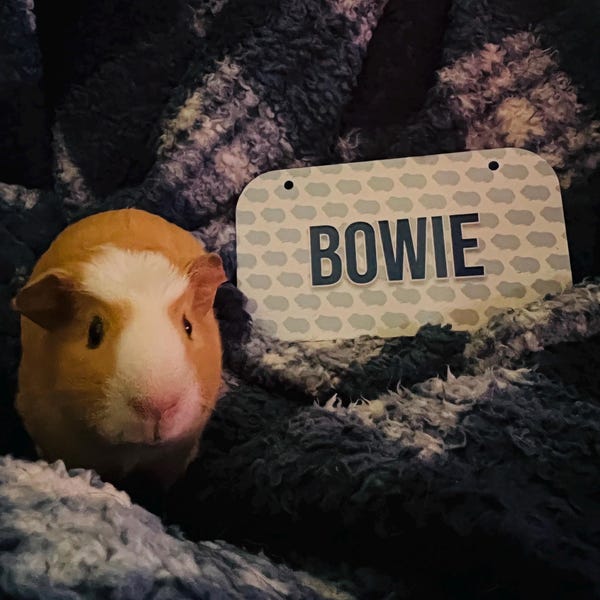 Guinea Pig Name Tag, Guinea Pig Accessories, Guinea Pig Cage ...