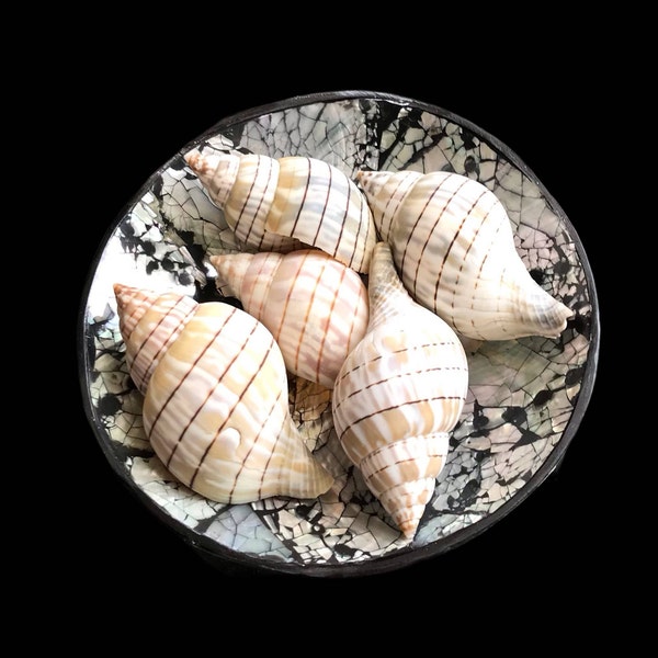 25 Beautiful Pink Rose Petal Tellin Shells - Etsy