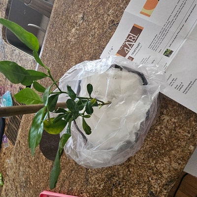 5 Fresh Cutting Vines No Root Puerto Rico Sweet Potatoes Strong to Grow ...