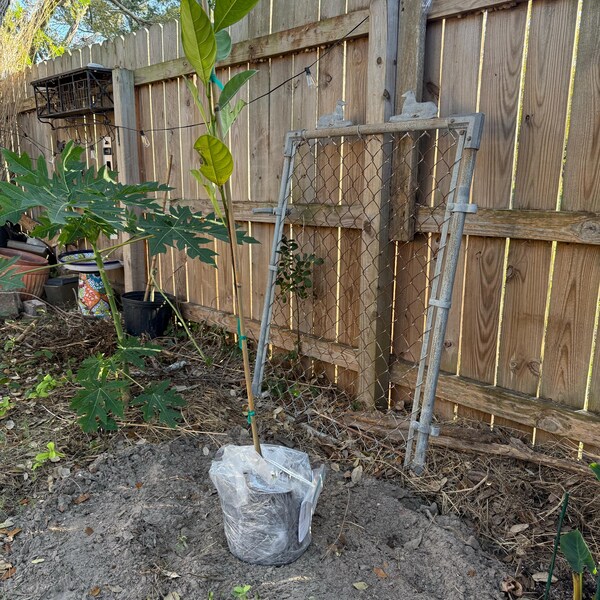 Pineapple Fruit Plant Red Florida Special, Ananas Comosus Live Plant in ...