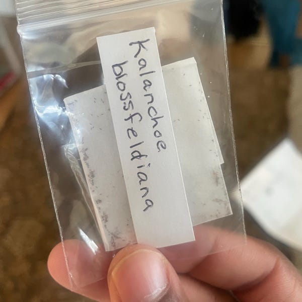 Oenothera Fruticosa Golden Sundrops Primrose Yellow Perennial 20 Seeds ...