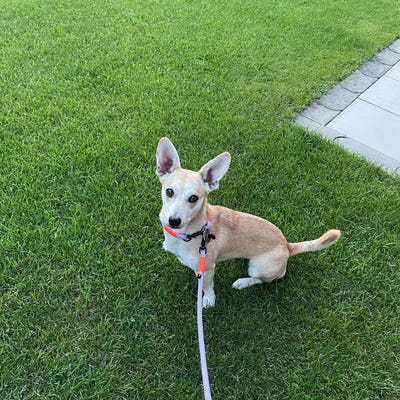 3-way Adjustable Rope Leash, Dog Leash, Guide Leash, Dog Accessories ...