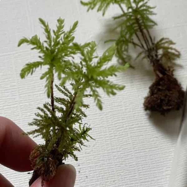 Palm Tree Like Moss Menzies Umbrella Moss Terrarium Glass Jar Vial Mini ...