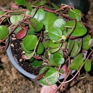 Peperomia Ruby Cascade - Etsy