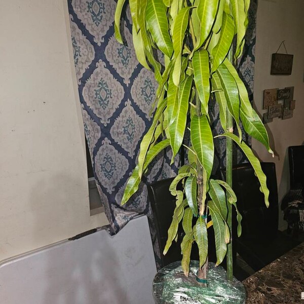Pina Colada Mango Tree - Live Plant Ships Within a Week!!! No Shipping ...