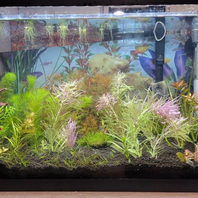 River Stone / Planted Aquarium / Decoration / Hardscape / Aquarium ...