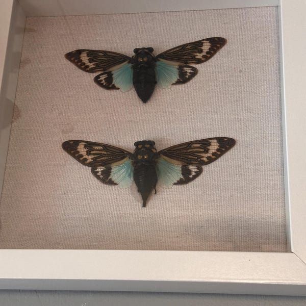 Tosena Splendida Spread, Blue Cicada , Real Cicada, Entomology, Real ...
