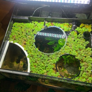 T Rex Aquarium Decoration White Dinosaur Fish Tank Decor - Etsy