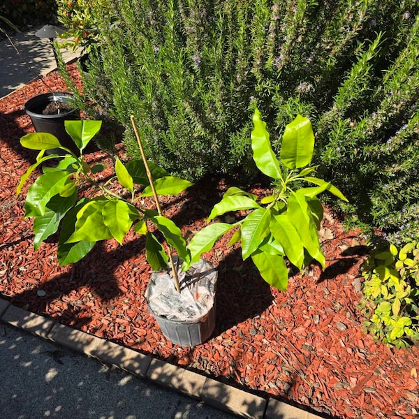 Fruit Cocktail Mango Tree - Grafted Tree - 1 to 2 Feet Tall -grafted ...