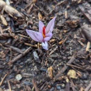 NEW 10 Quicksilver Pink Geranium Seeds, Maverick Series, Pelargonium ...