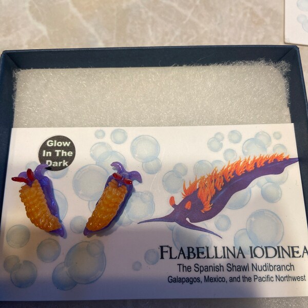 Berghia Coerulescens, the Anemone Sea Slug, Glow in the Dark Nudibranch ...