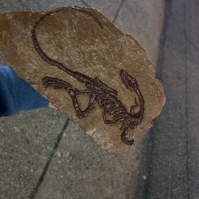 Velociraptor in Matrix Fossil - Etsy