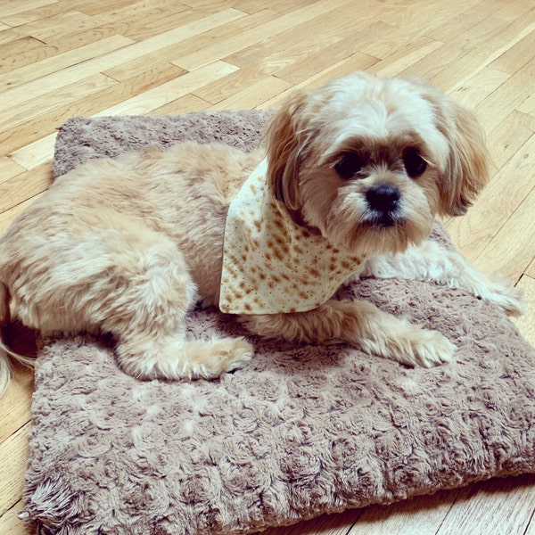 Passover Dog Bandana Matzah - Etsy