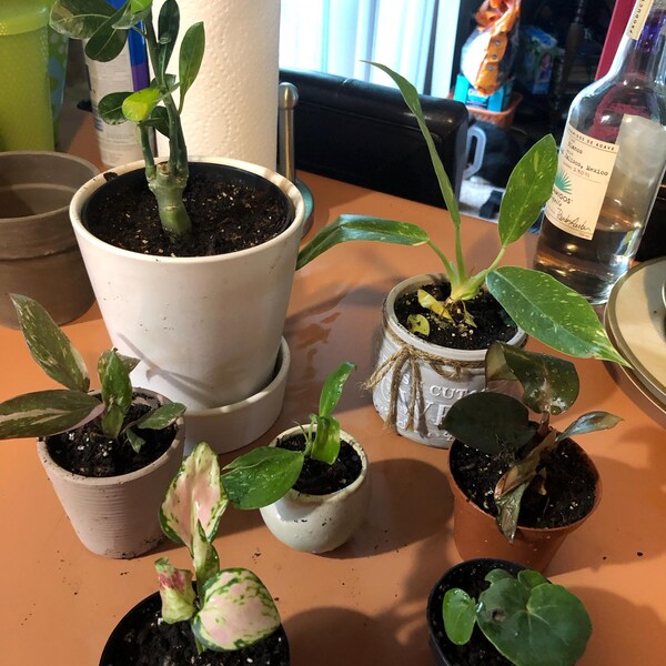 Philodendron Royal Queen Starter Plant ALL STARTER PLANTS Require You ...