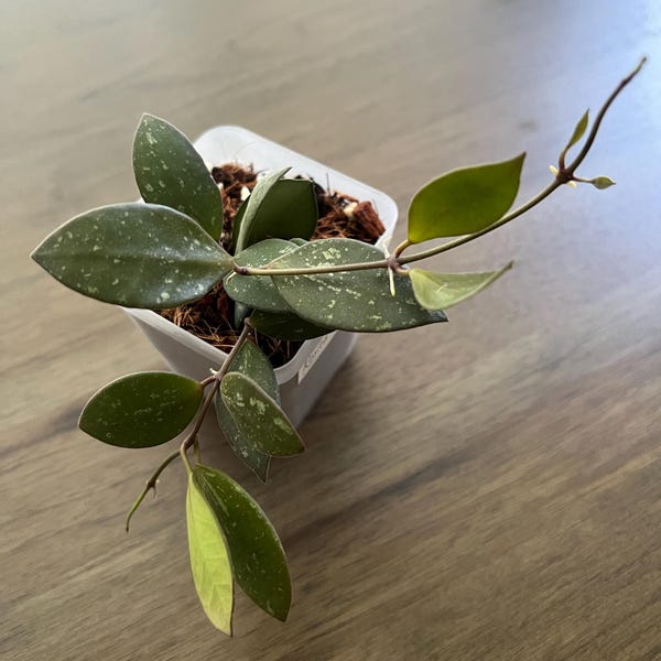 Rustic Succulent QUEEN Pot - Etsy