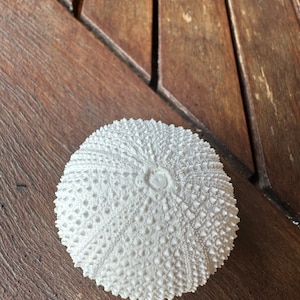 Shell Knobs Beach Knobs and Pulls Beach House White Knobs Drawer Knobs ...