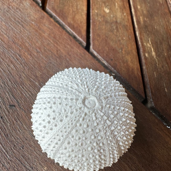 Beach House Cupboard Knobs Drawer Knobs Cabinet Knobs Dresser Knobs Decorative Knobs Kitchen ...