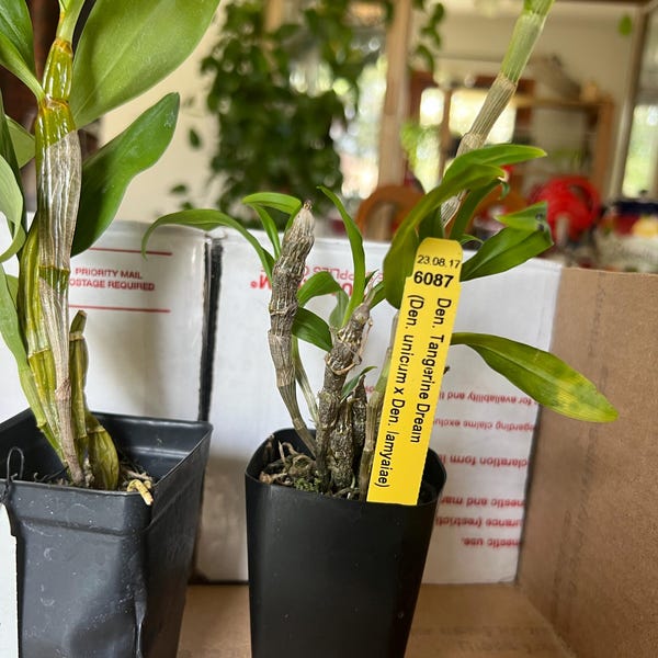 Orchid Dendrobium Den Tangerine Dream X Den Unicum Live Plant - Etsy