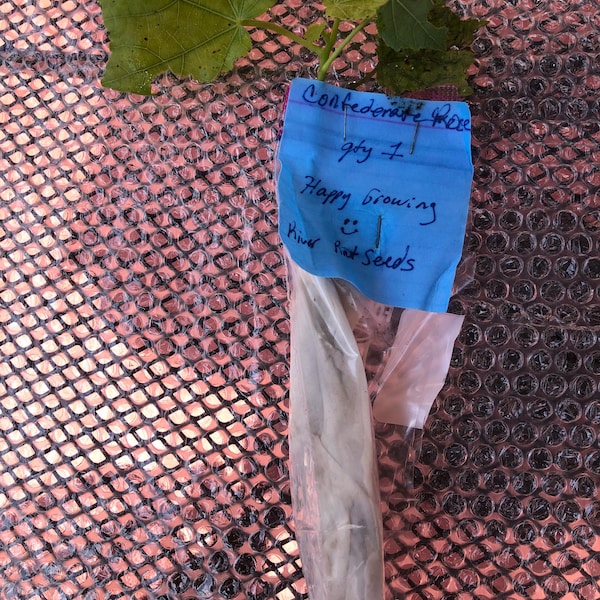 25 Four O'clock 'salmon Sunset' Mirabilis Jalapa Seeds "salmon Pink ...