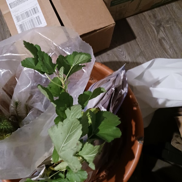 Prairie Ninebark (physocarpus Opulifolius) Starter Shrub - Etsy